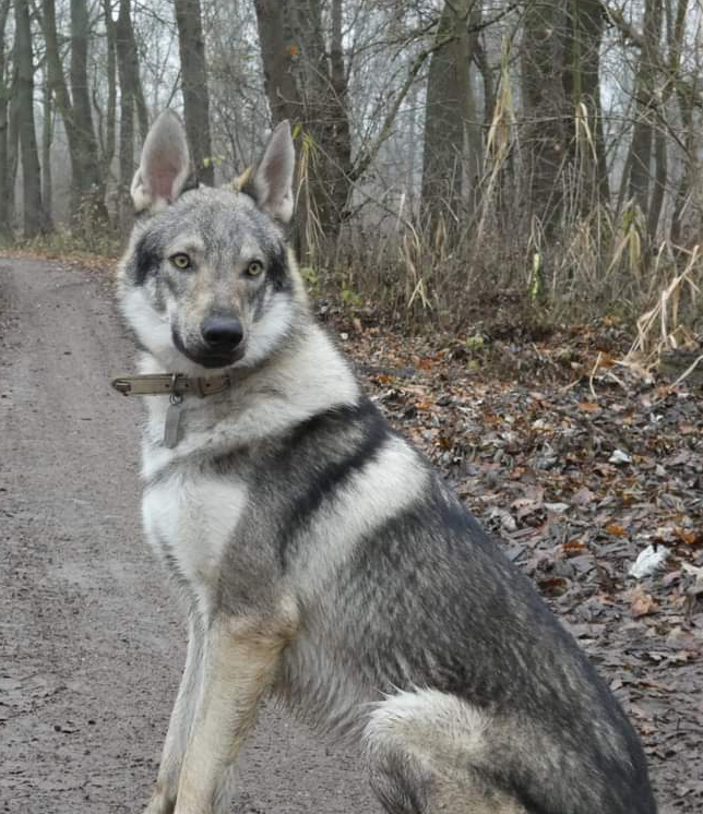 Yoki :: Red Chivalric´s